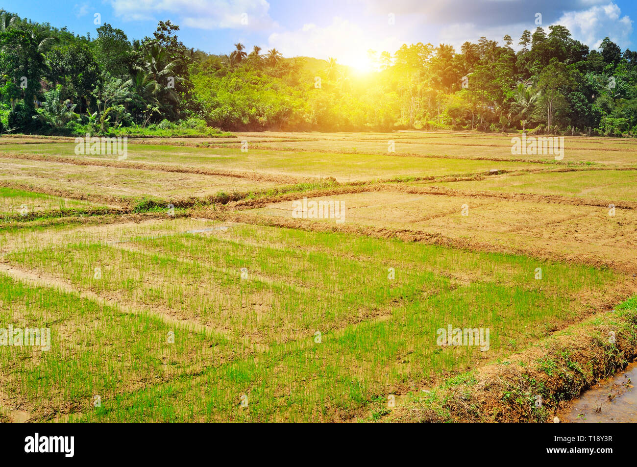 Summer rice field hi-res stock photography and images - Alamy