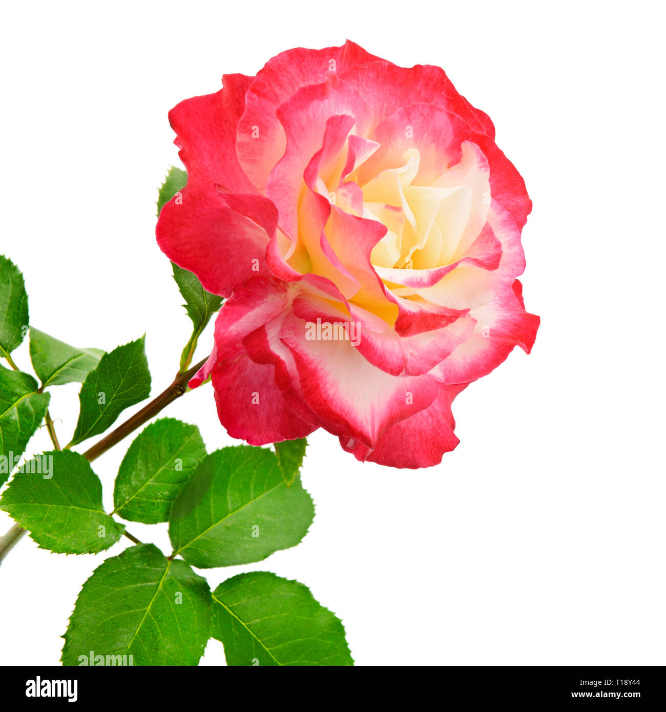 rose flower isolated on white background Stock Photo - Alamy