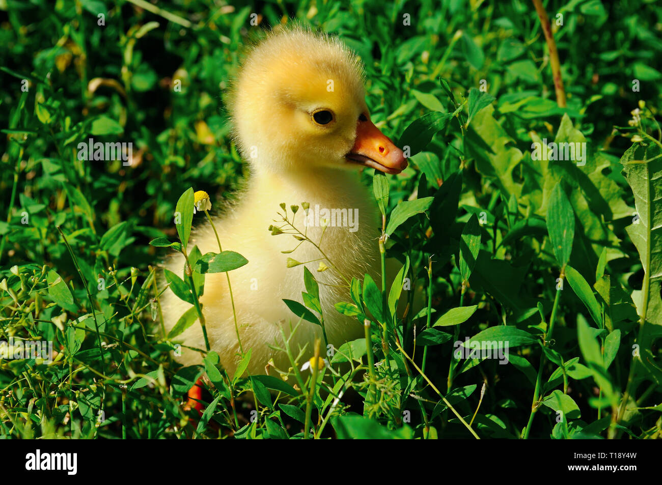 little yellow goose on a green lawn Stock Photo - Alamy