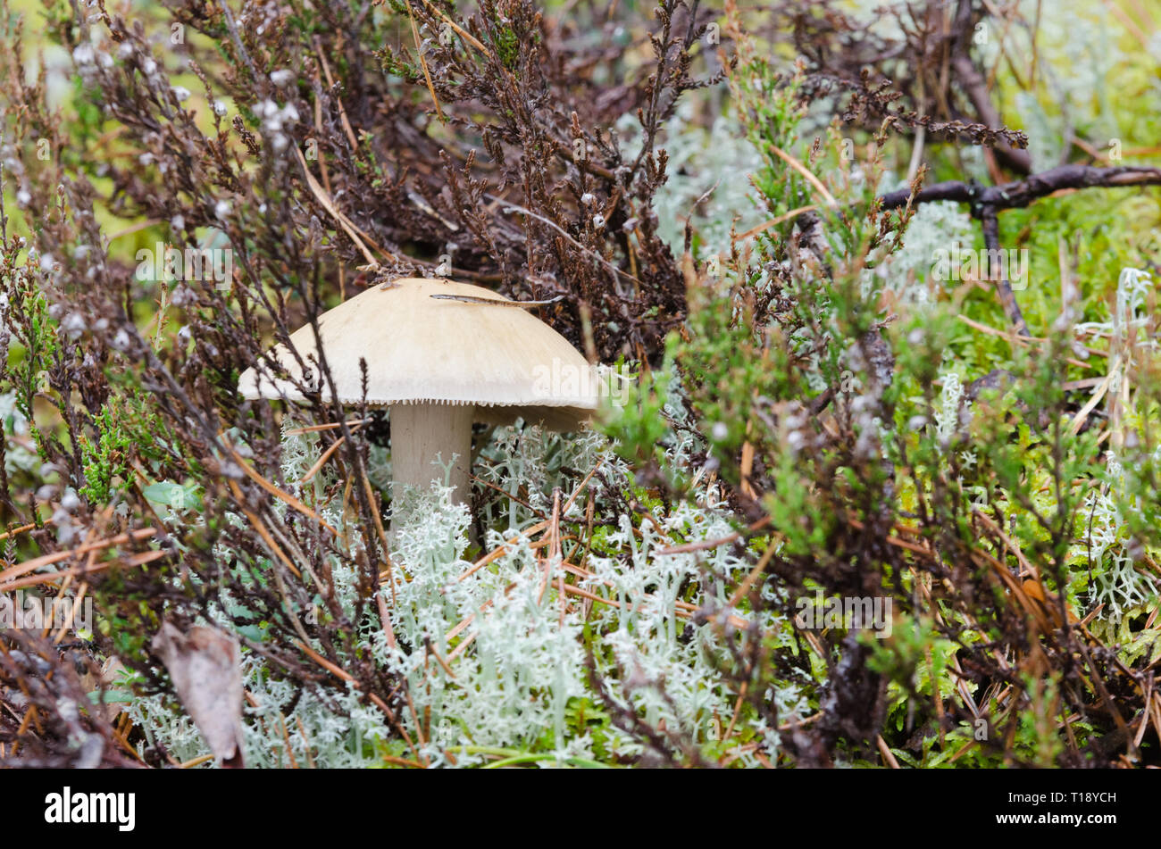 Inside of mushroom hi-res stock photography and images - Alamy