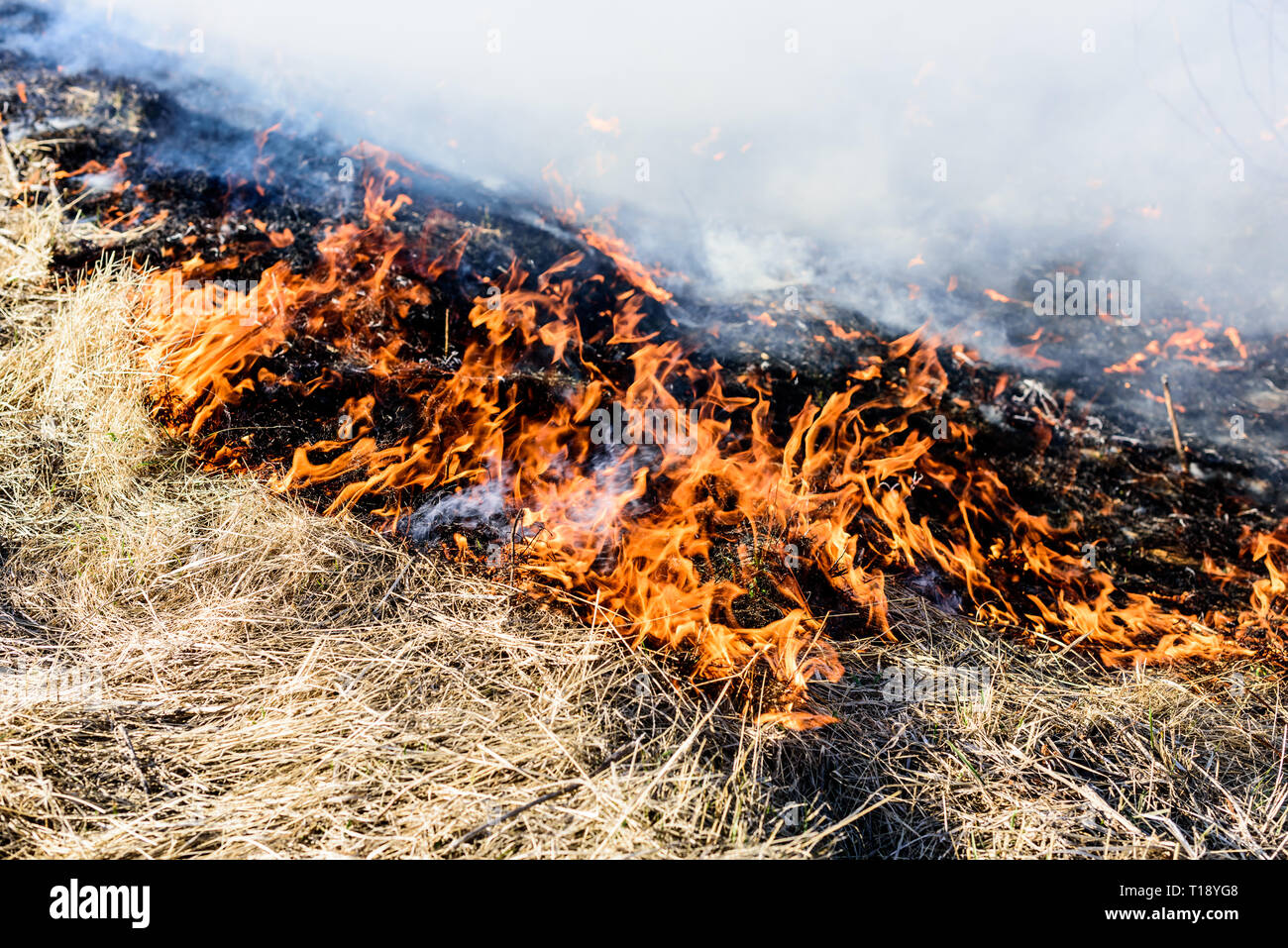 Burning grass field, which is a dangerous global warming. Smoke ...
