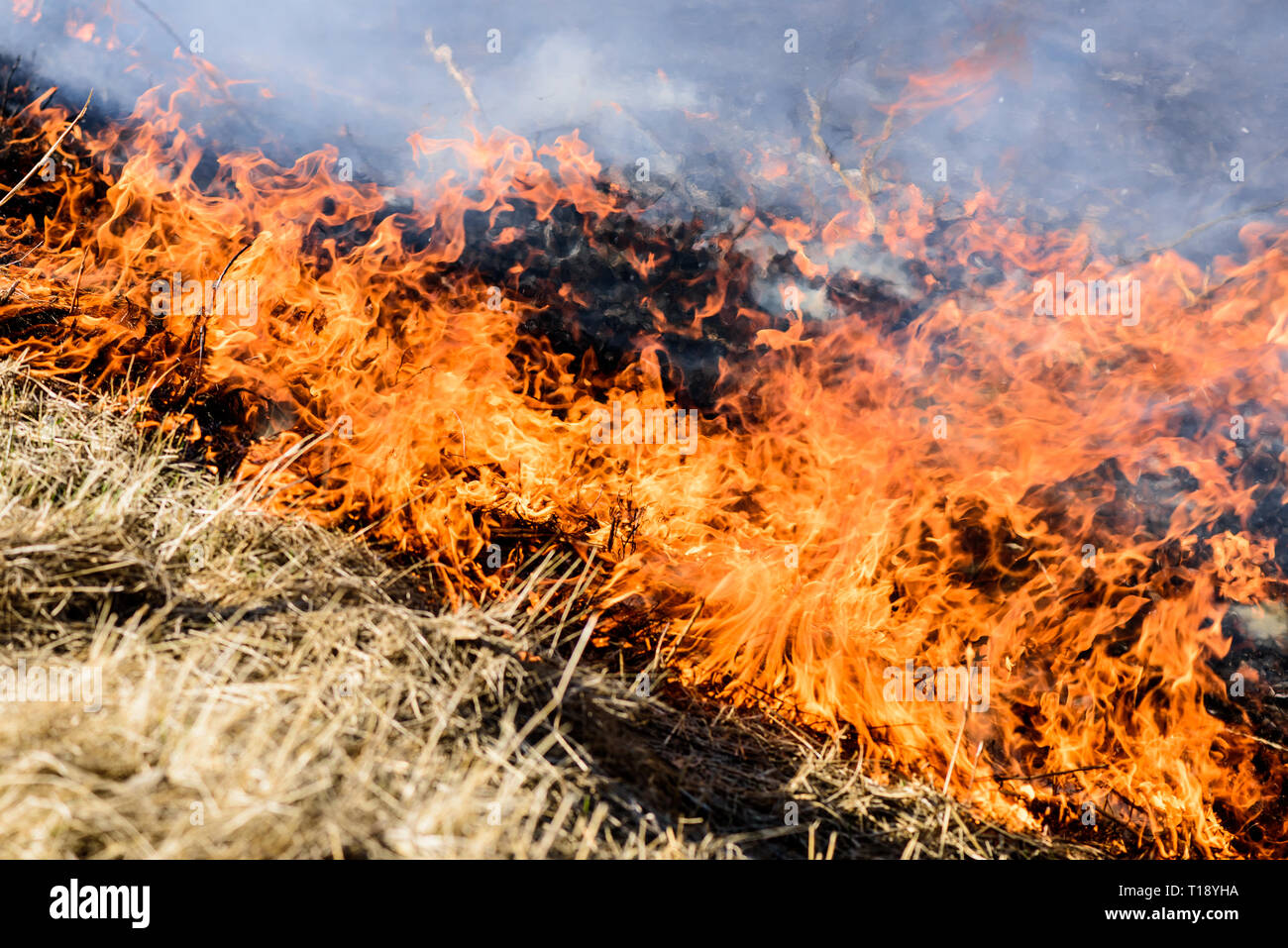 Burning grass field, which is a dangerous global warming. Smoke ...