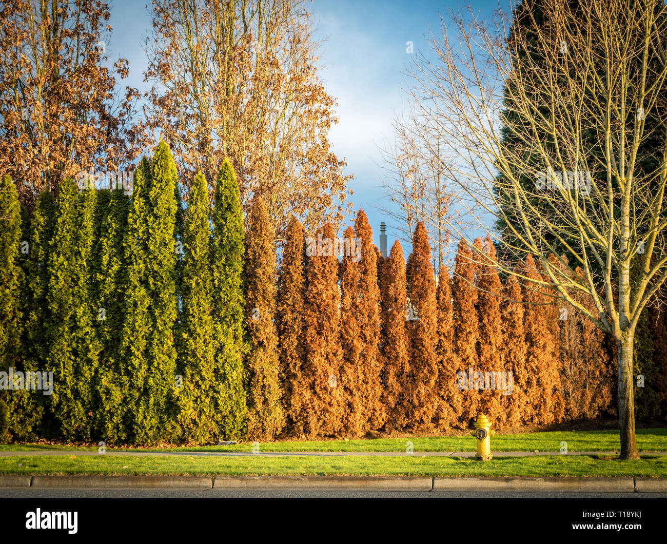 Row of arborvitae half of them orange and dieing and a fire hydrant in ...