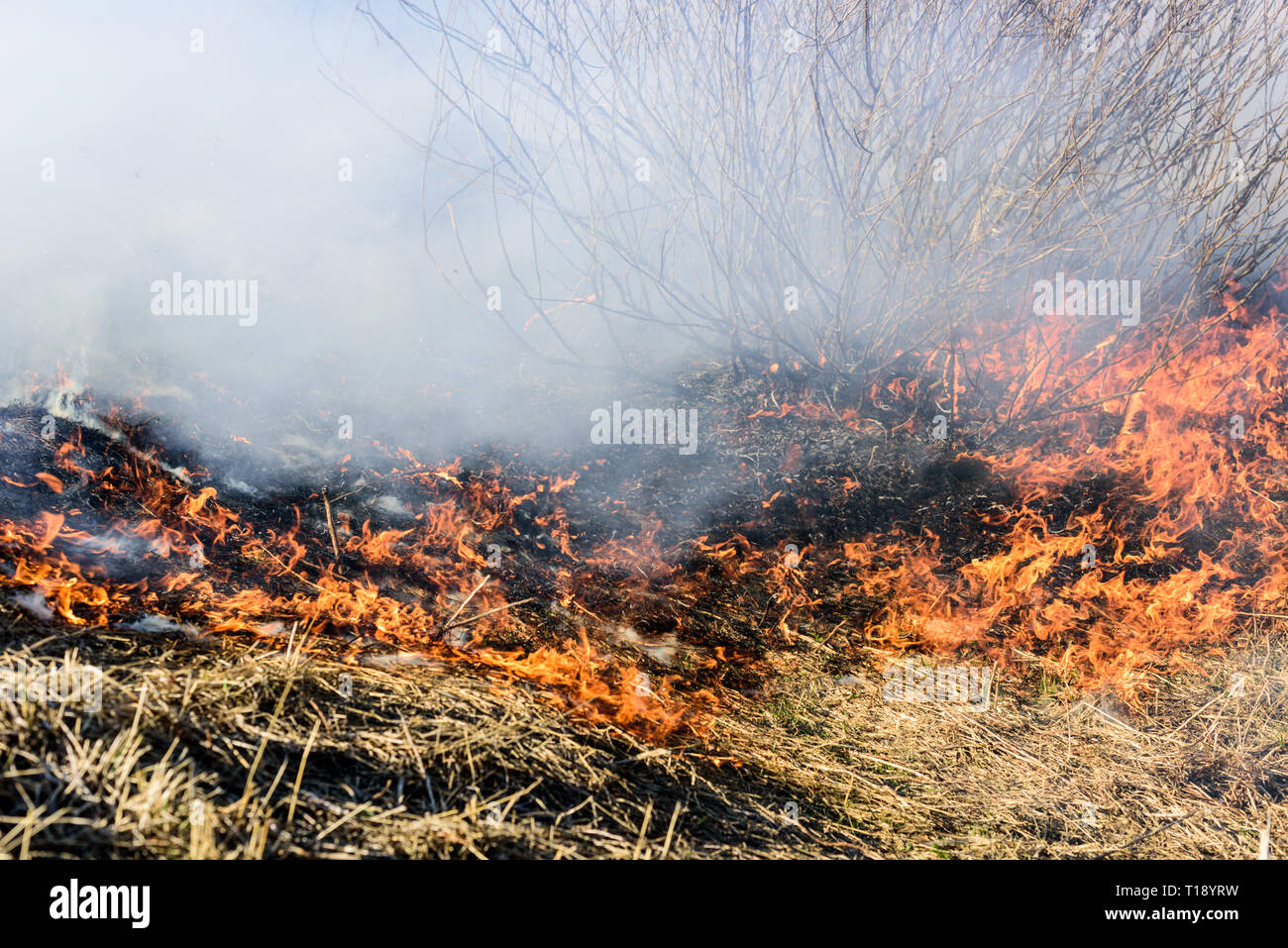 Burning Bush Plant Stock Photos & Burning Bush Plant Stock Images - Alamy