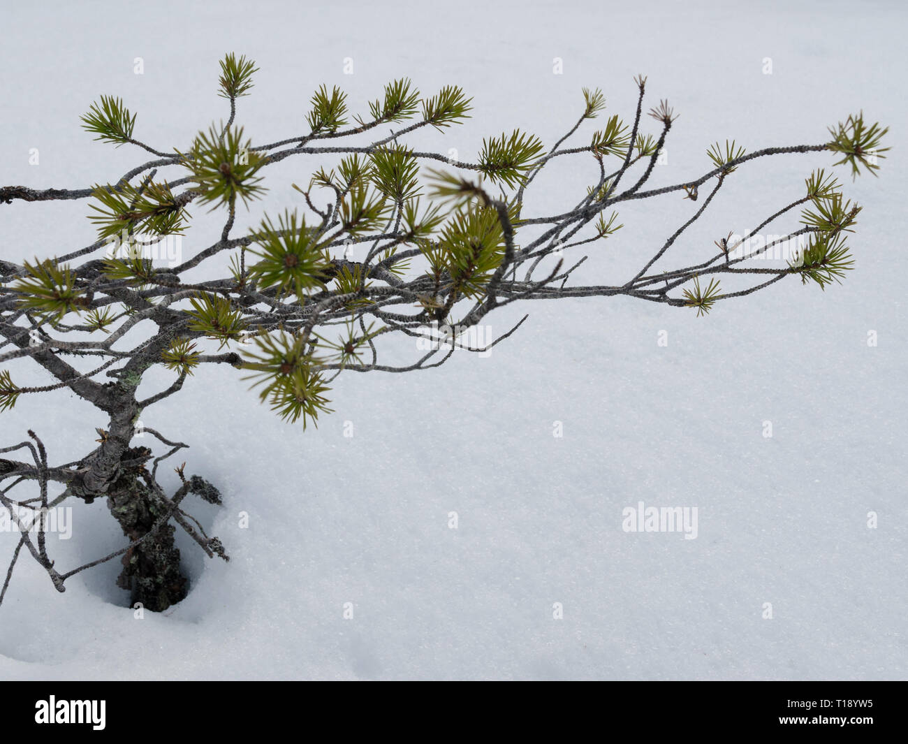 Single lit tree hi-res stock photography and images - Alamy