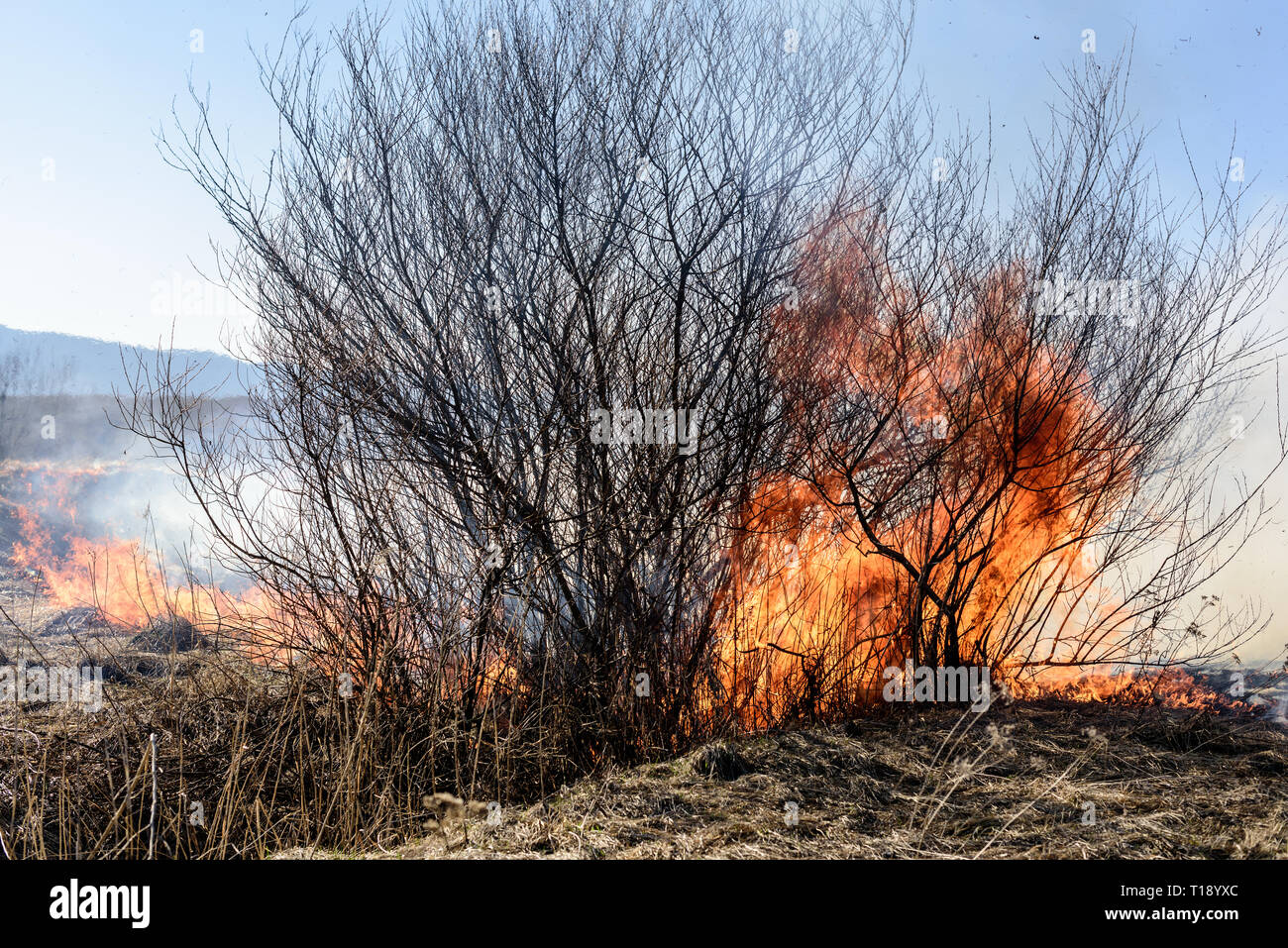 Burning bush field, which is a dangerous global warming. Smoke ...