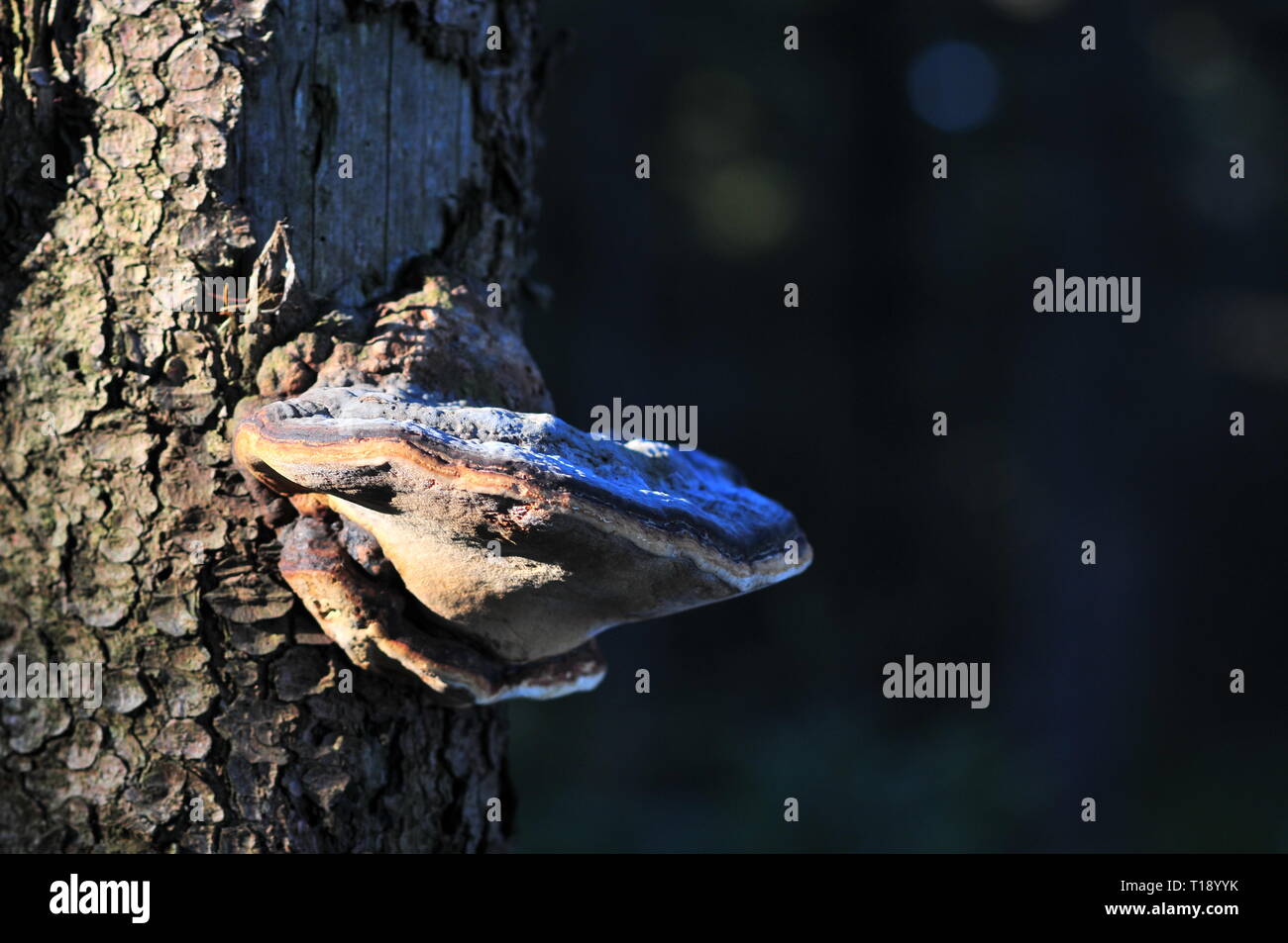 Polypore on tree hi-res stock photography and images - Alamy