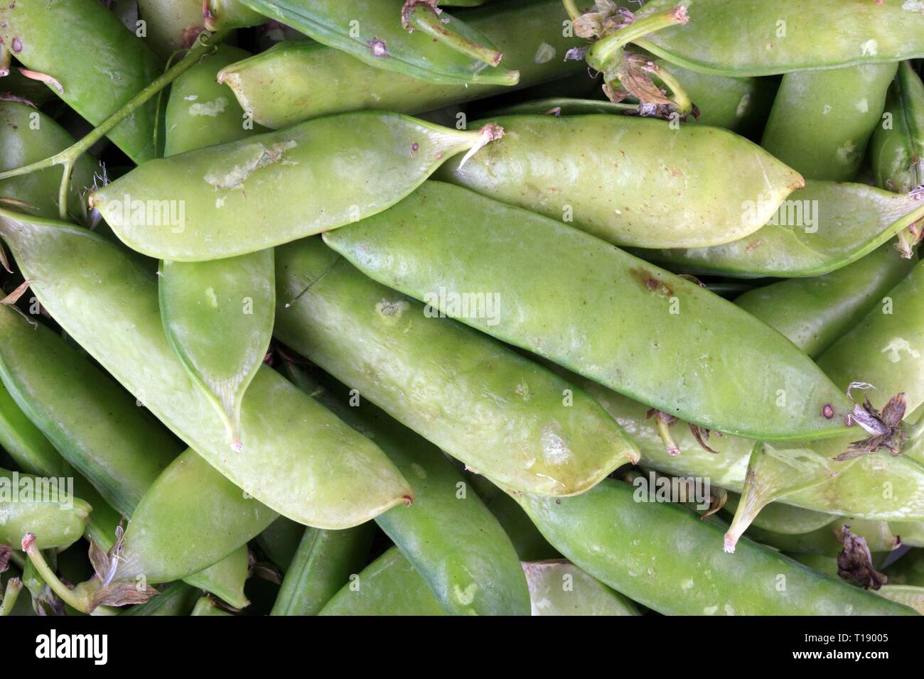 many green pea at day Stock Photo - Alamy