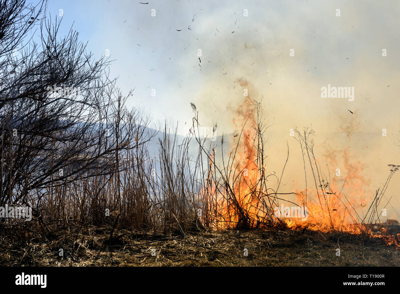 Bush fire damage hi-res stock photography and images - Alamy
