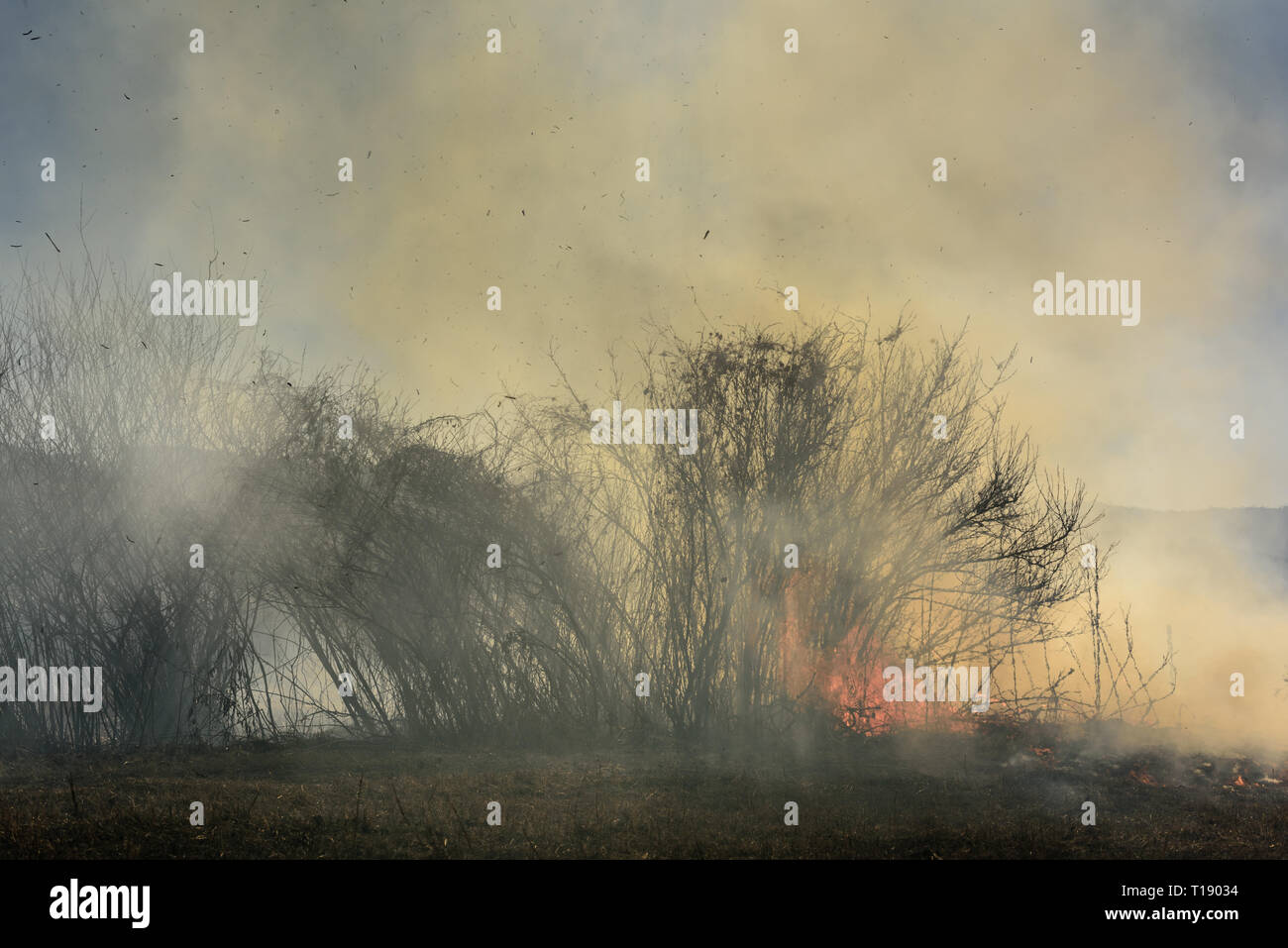 Burning bush field, which is a dangerous global warming. Smoke ...