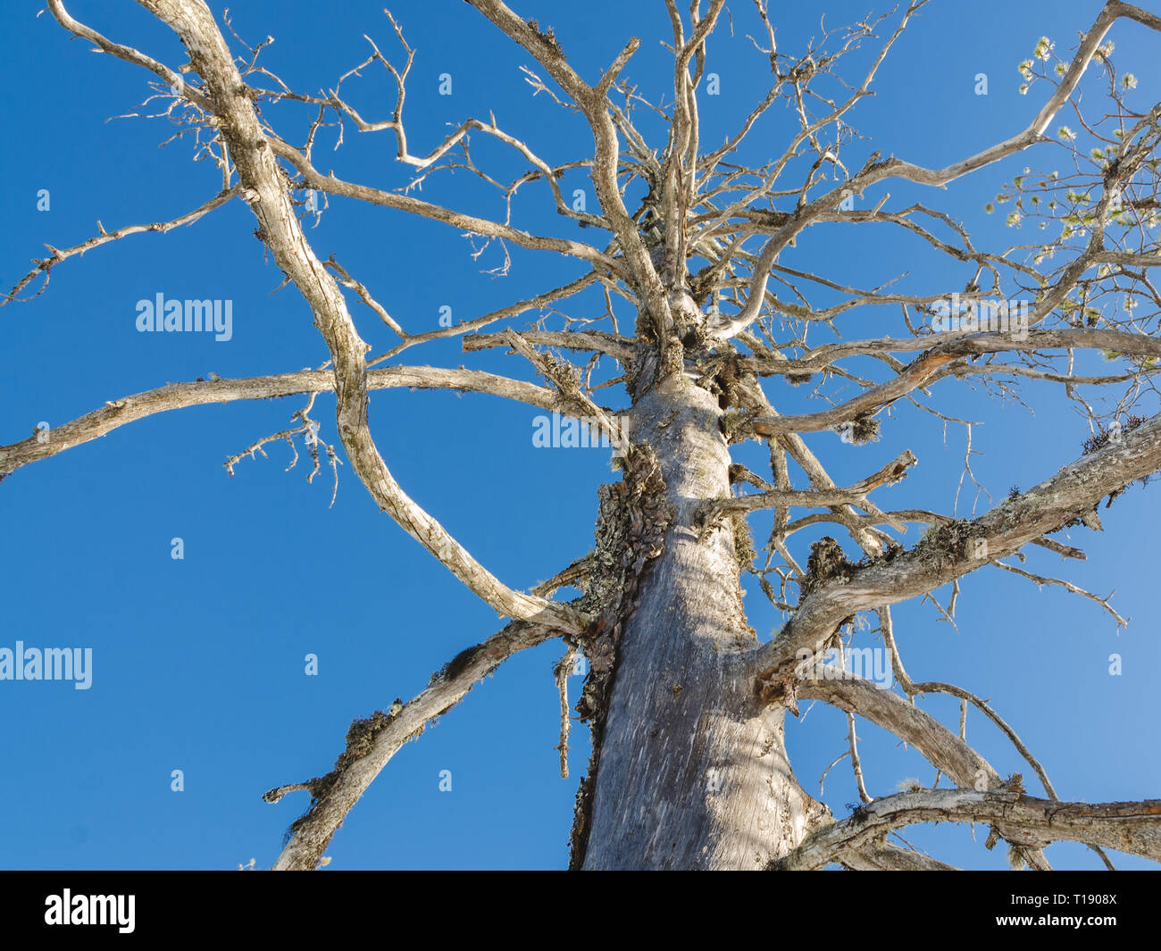 An upwards image of a mysterious dead tree trunk with blue skies Stock ...