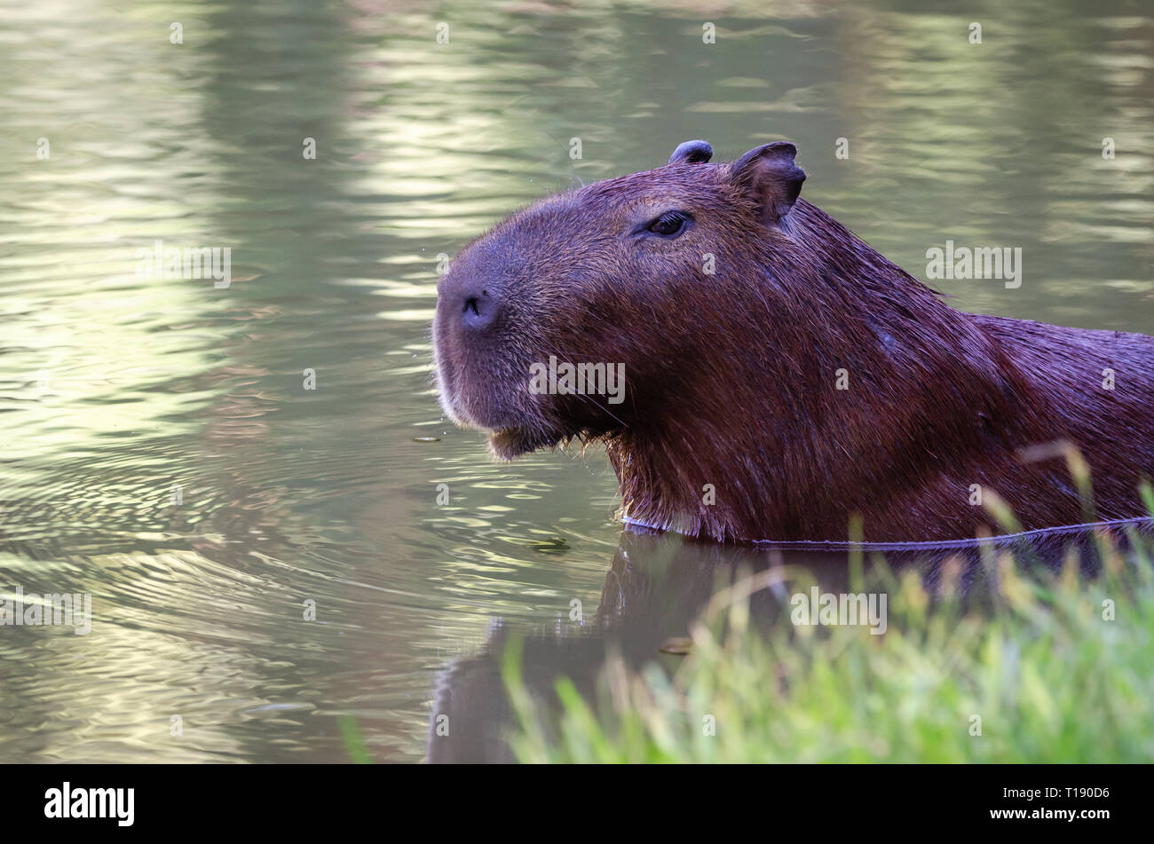 Capybara swim hi-res stock photography and images - Alamy