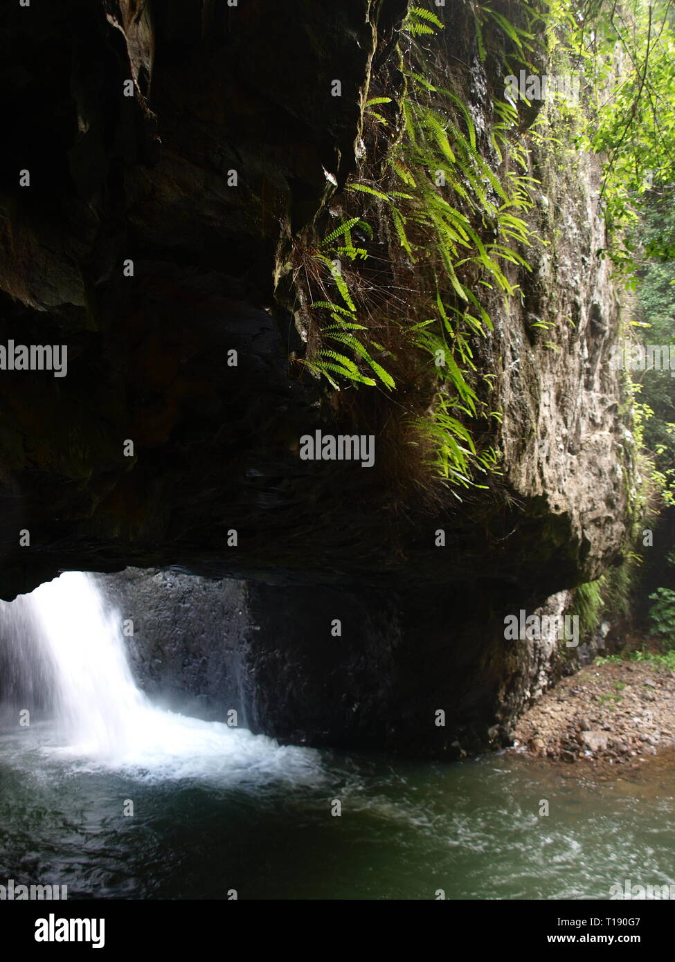 Springbrook national park queensland hi-res stock photography and ...