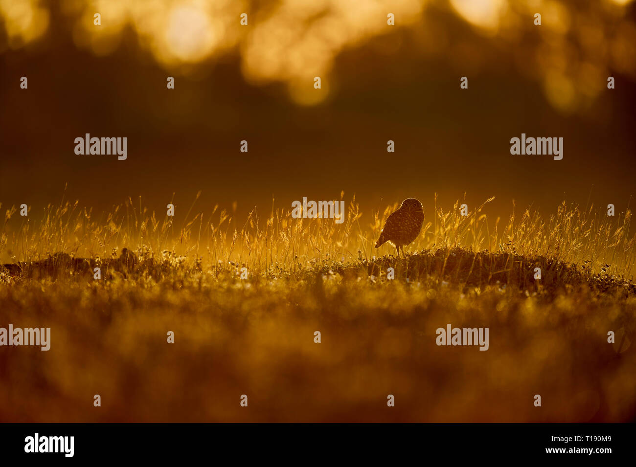 Sun has risen hi-res stock photography and images - Alamy