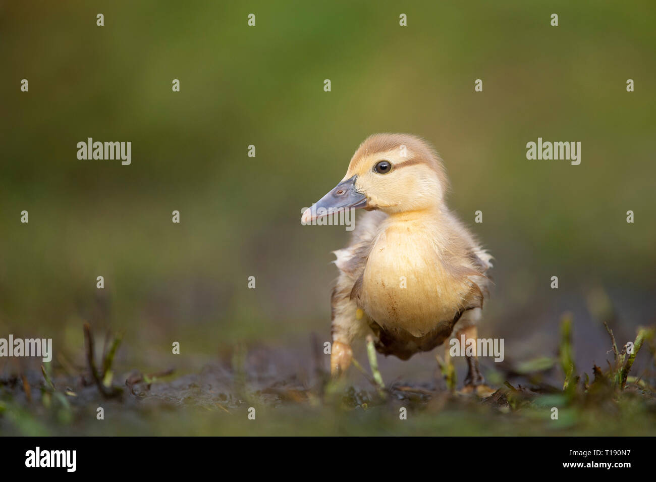 A cute Egyptian Goose Gosling stands in the mud in the soft morning ...