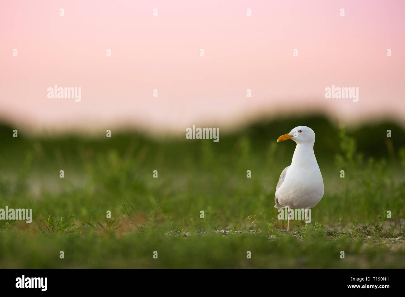 A Herring Gull stands in the green grasses on a wide open beach at dawn ...