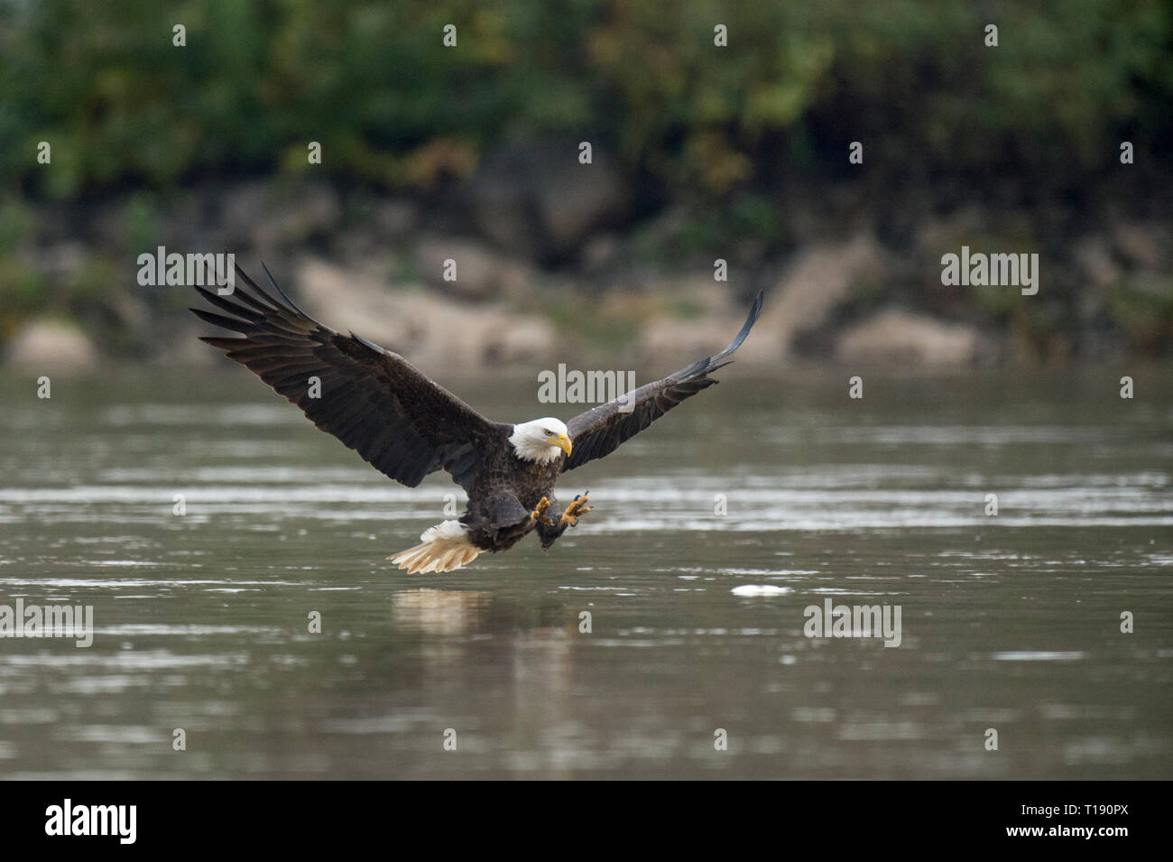 Bald eagle talons out hi-res stock photography and images - Alamy