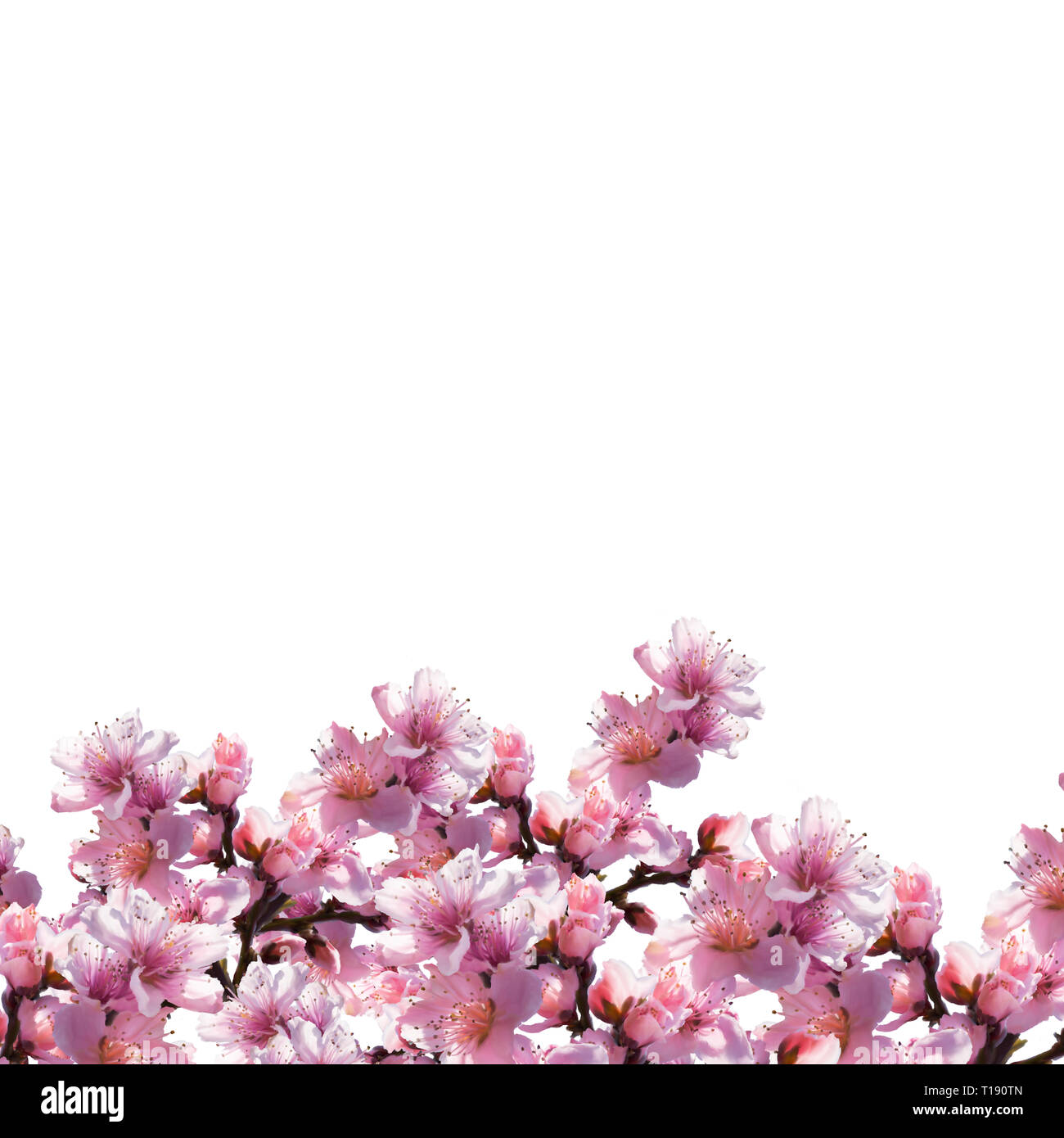 Illustration of Tree flowers on a white background Stock Photo - Alamy