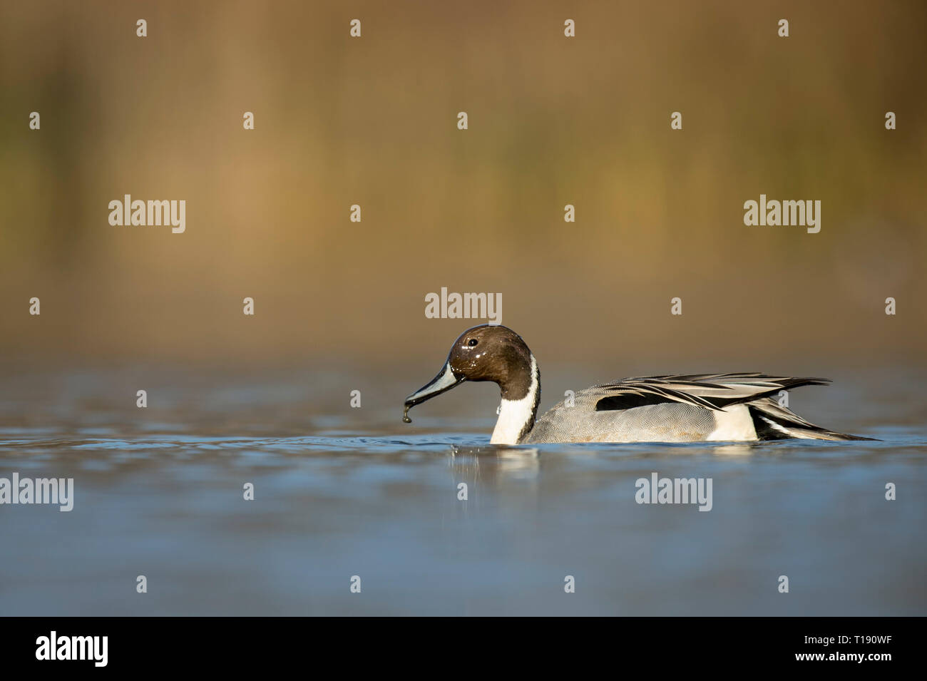 A drake Northern Pintail floats in the water on a bright sunny day with ...