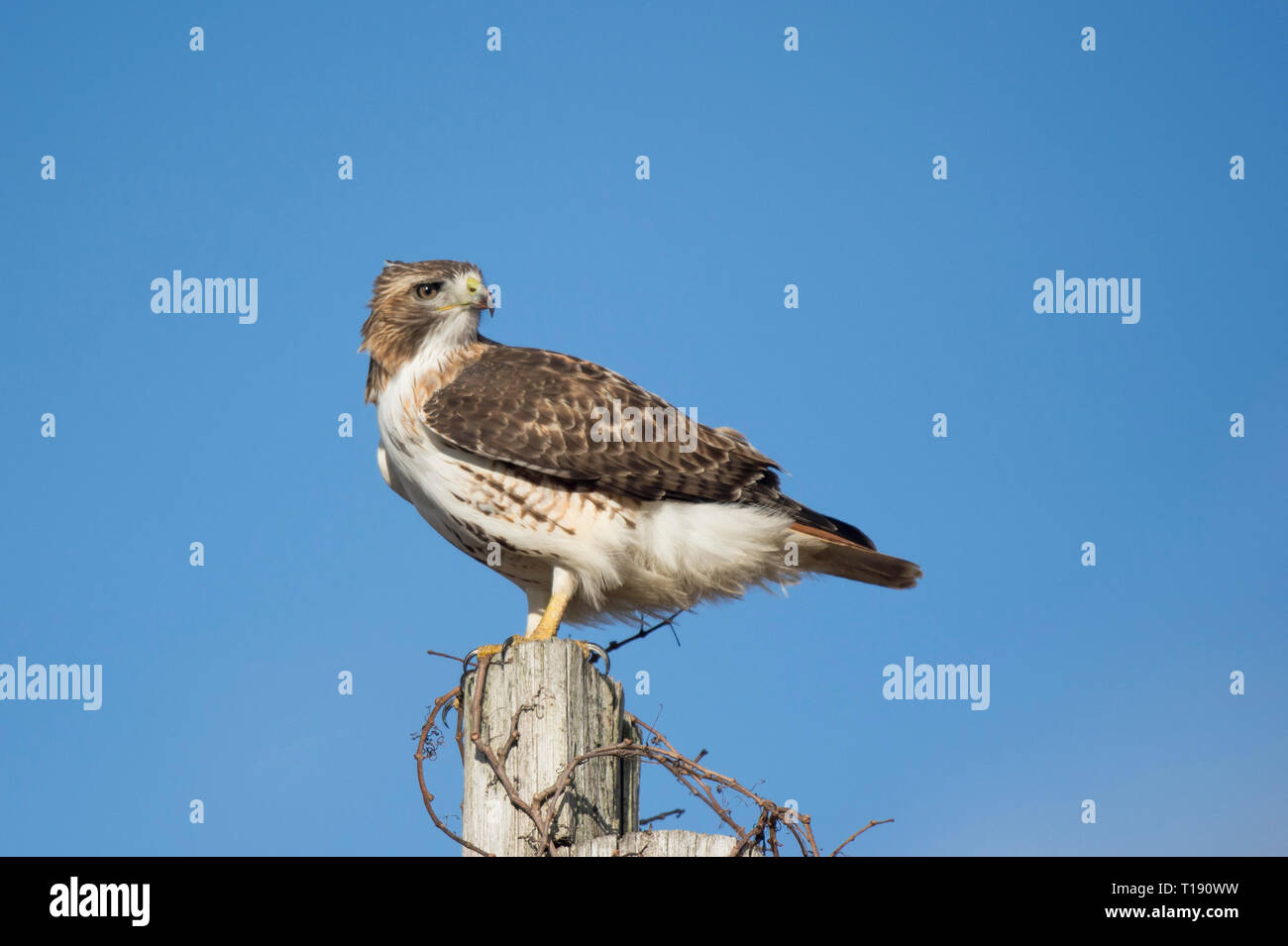Red tailed hawk perched hi-res stock photography and images - Alamy