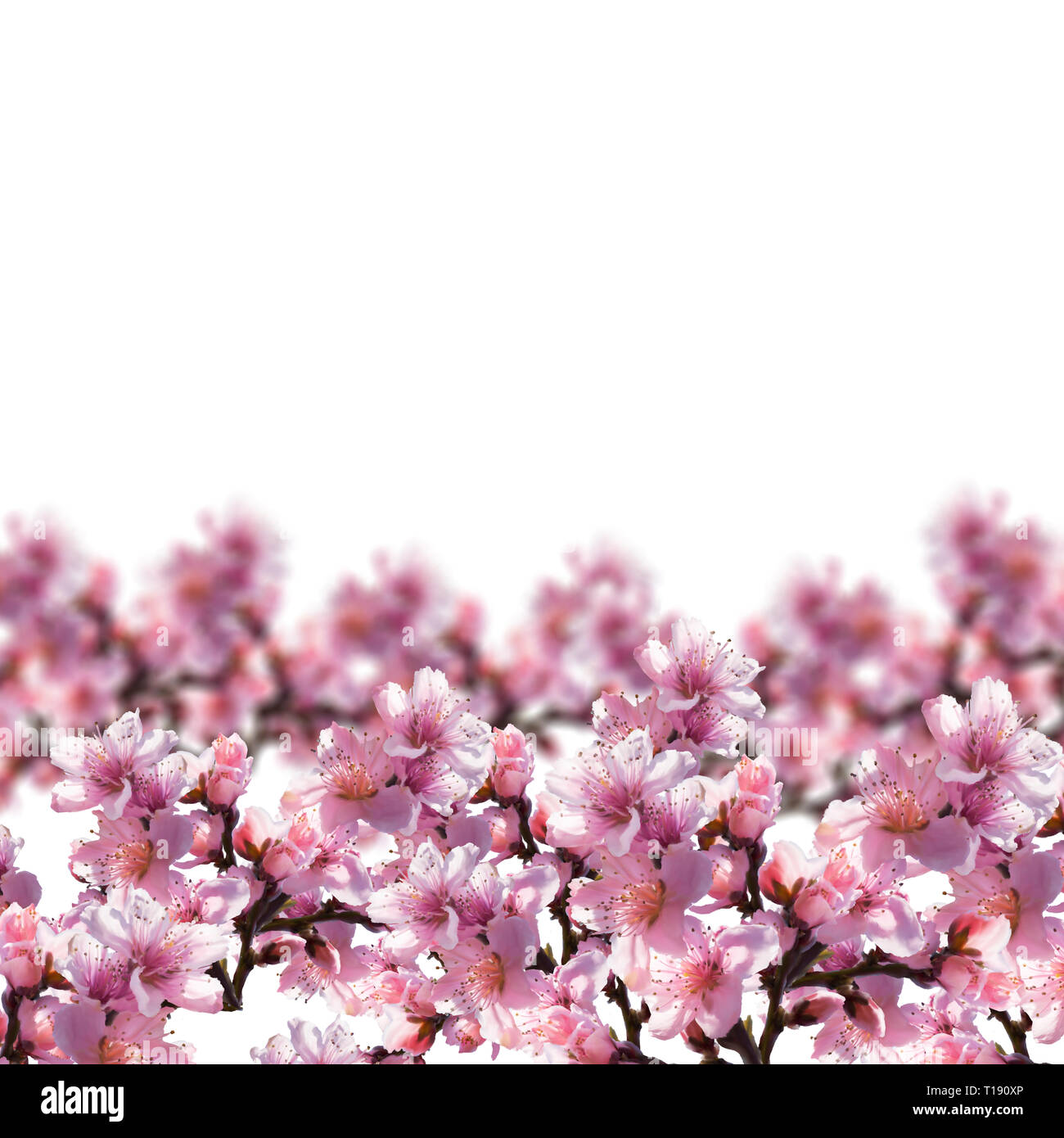 Illustration of Tree flowers on a white background Stock Photo - Alamy