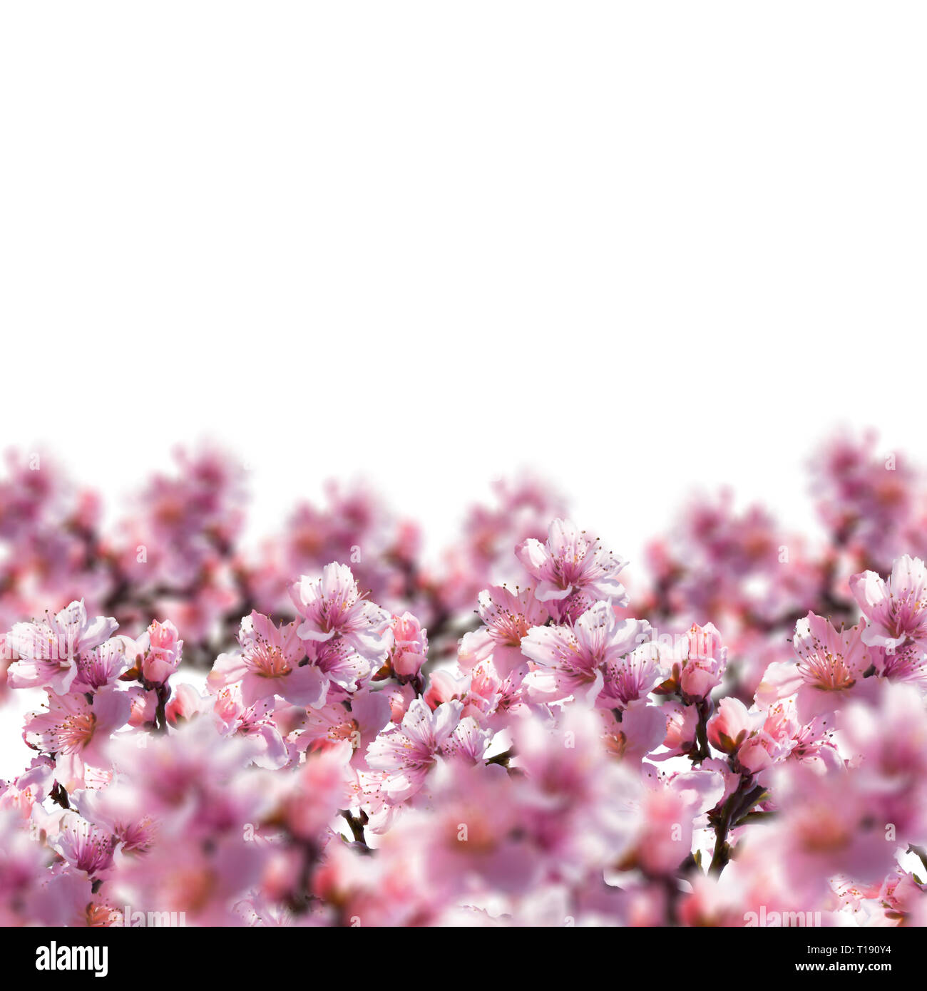 Illustration of Tree flowers on a white background Stock Photo - Alamy