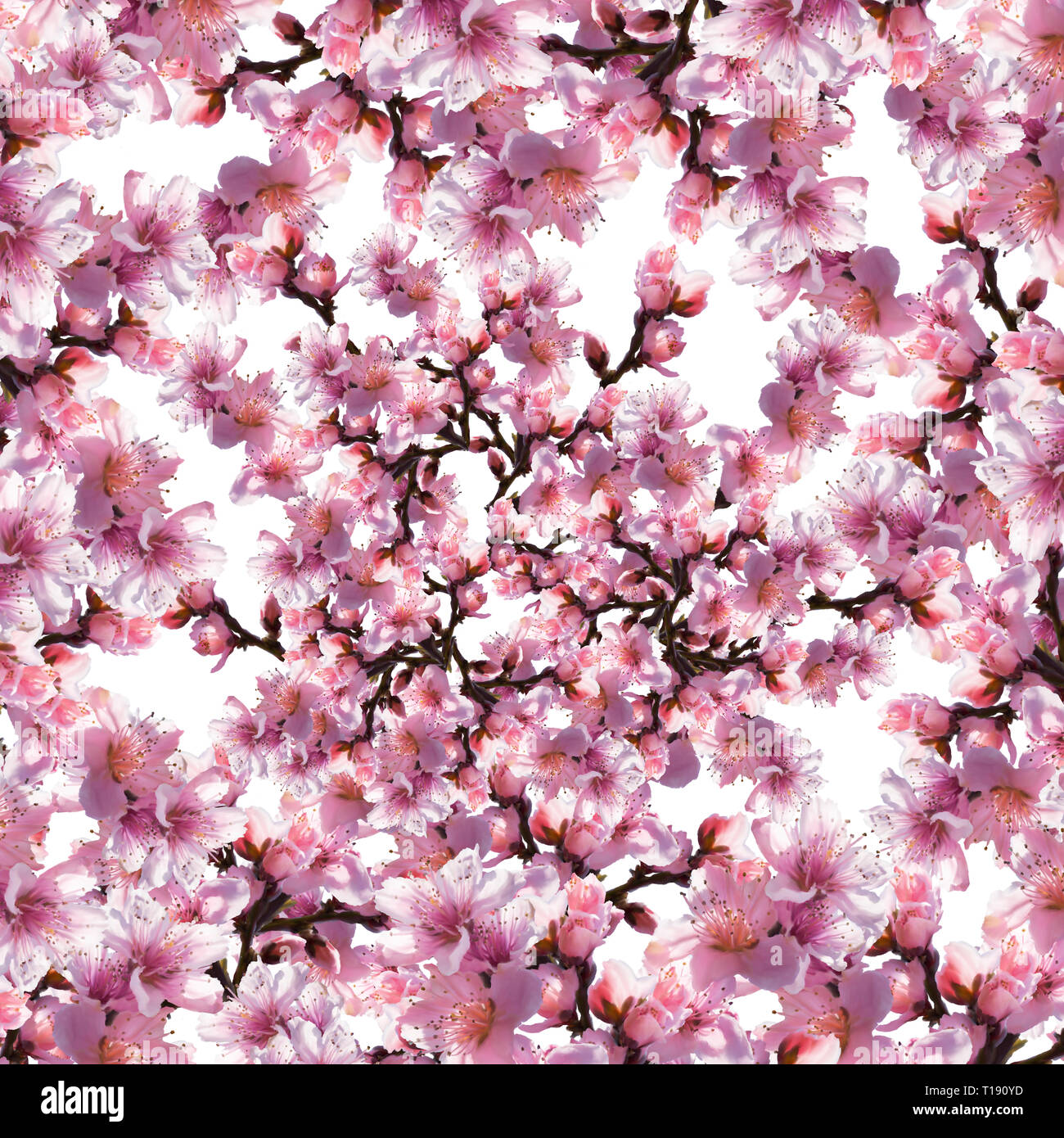 Illustration of Tree flowers on a white background Stock Photo - Alamy