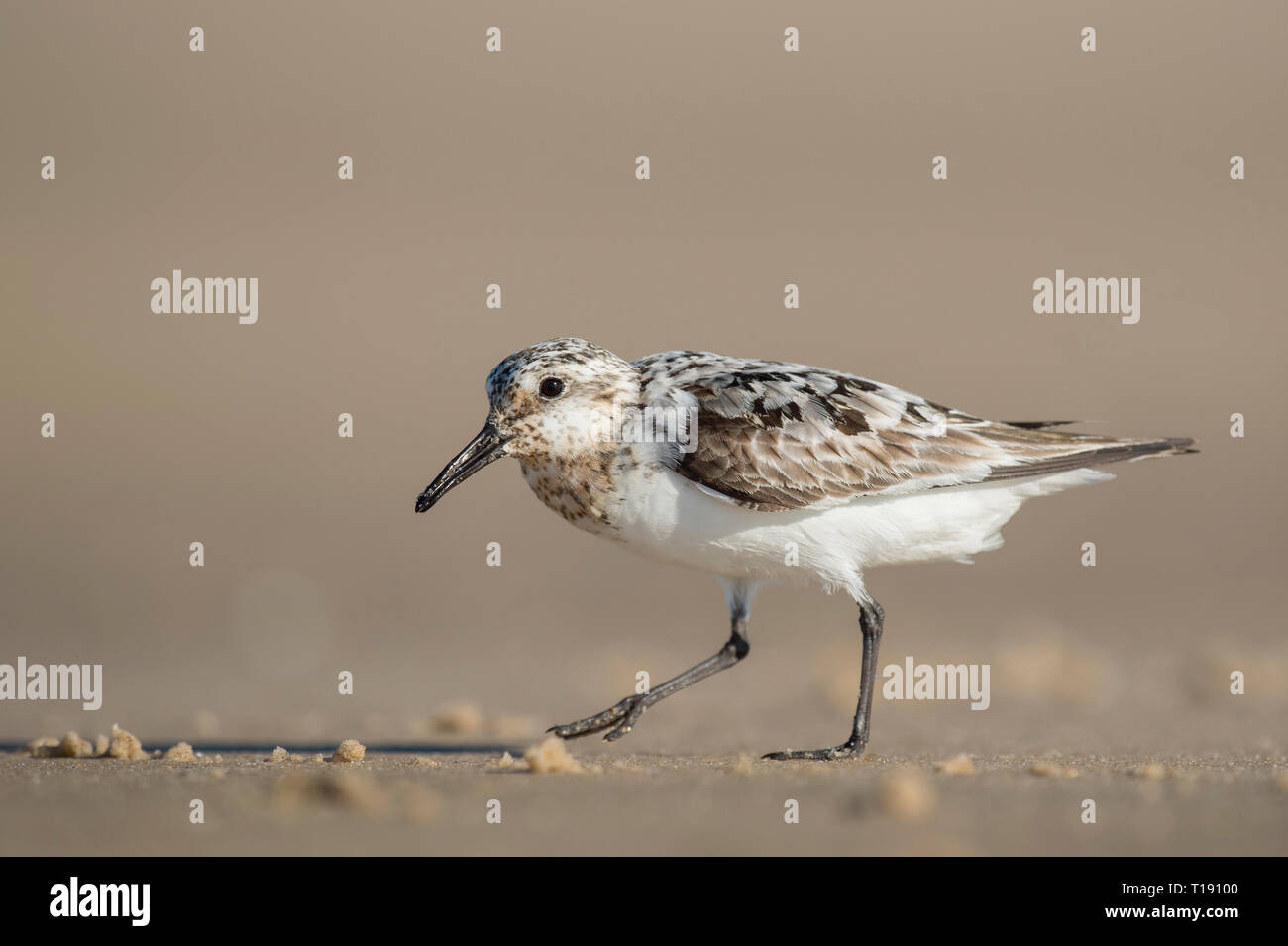 A Sanderling shorebird walks on the sandy beach in the bright sun with ...