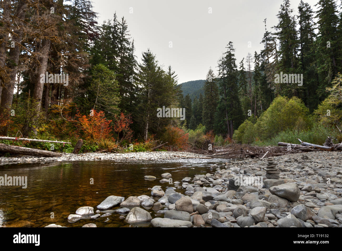 Tall old trees line a creek with lots of smooth stones and a stack of ...
