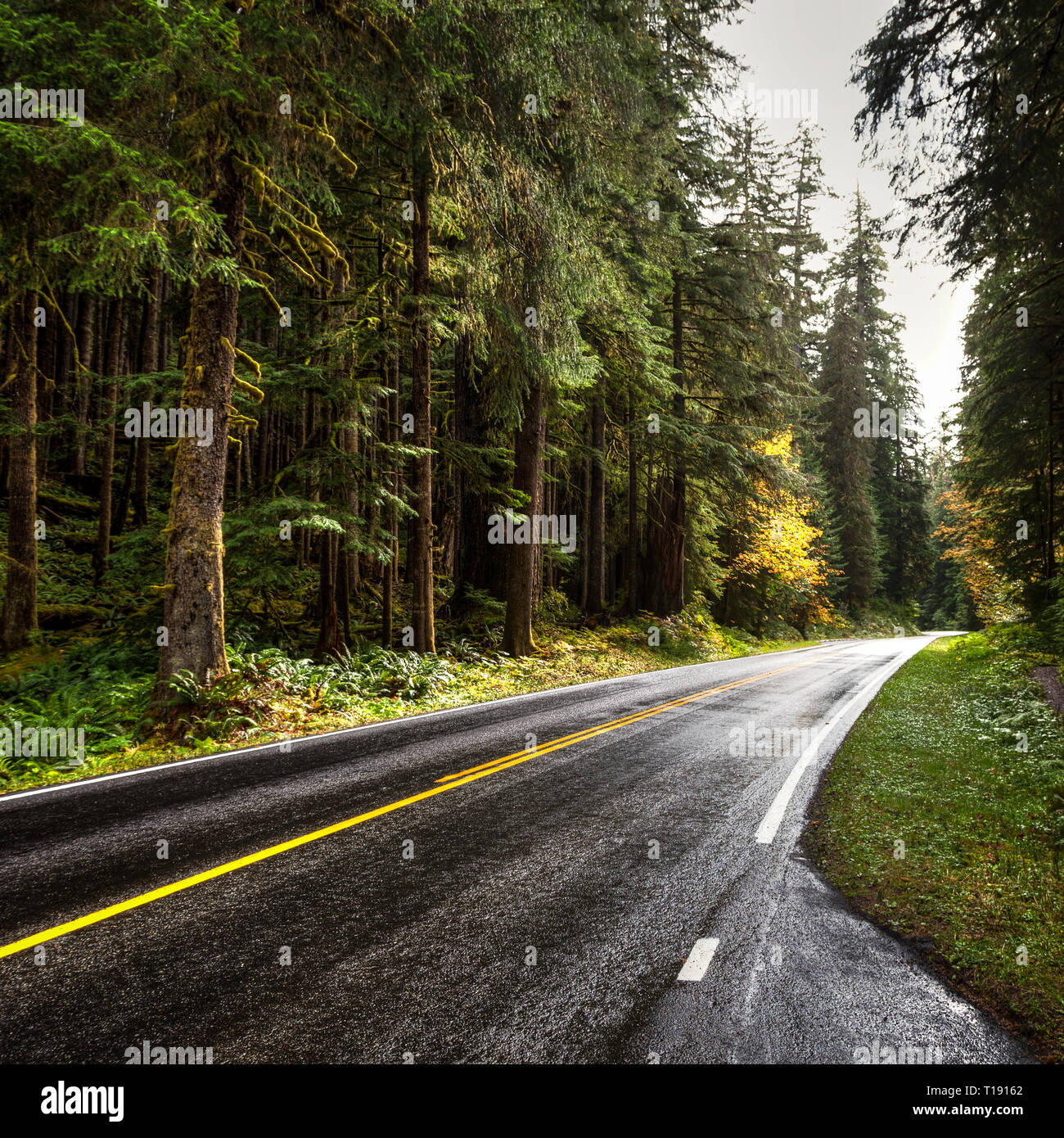 Clean dark road after a fresh rain curving to the right through the Hoh ...