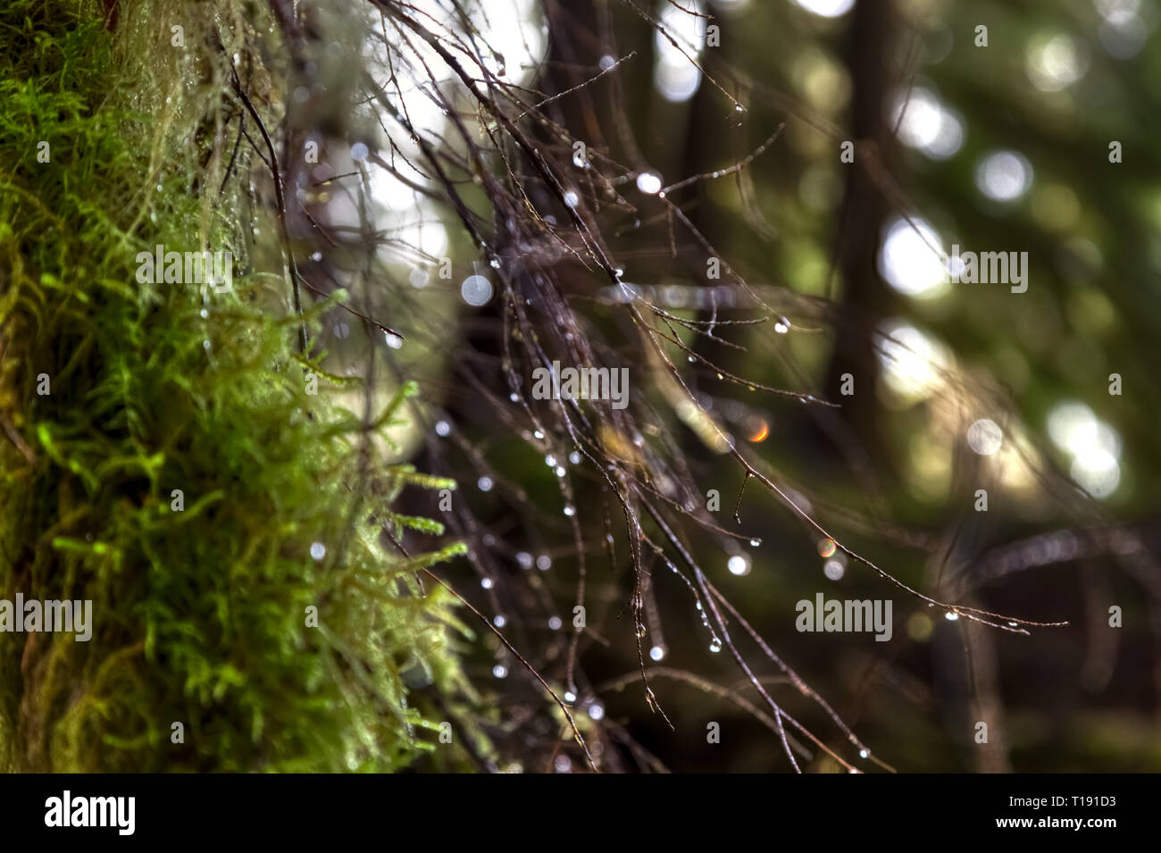 Close up of a clump of moss on a tree with very thin branches and water ...