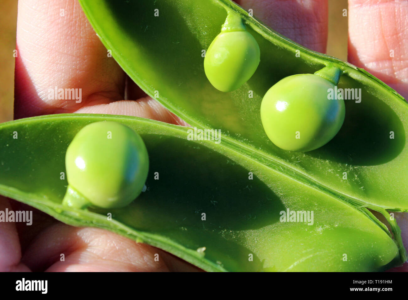 Podded pea pods open in hand Stock Photo - Alamy