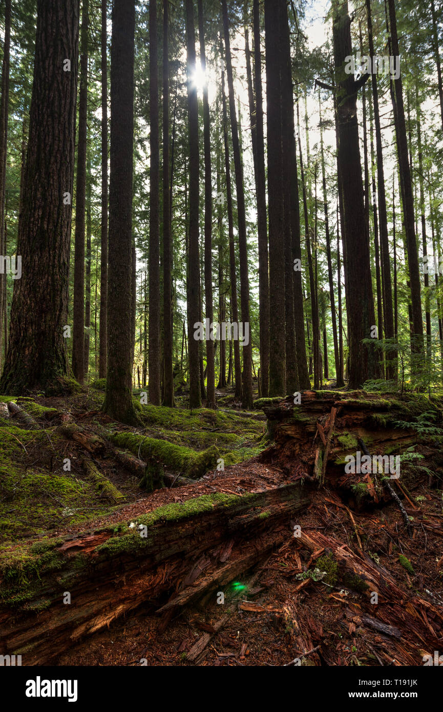 Redwood log hi-res stock photography and images - Alamy