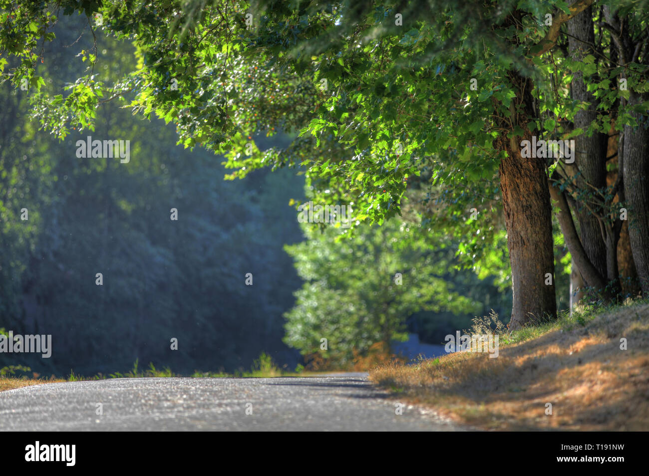 Flat bike path next to green trees and some brown grass Stock Photo - Alamy