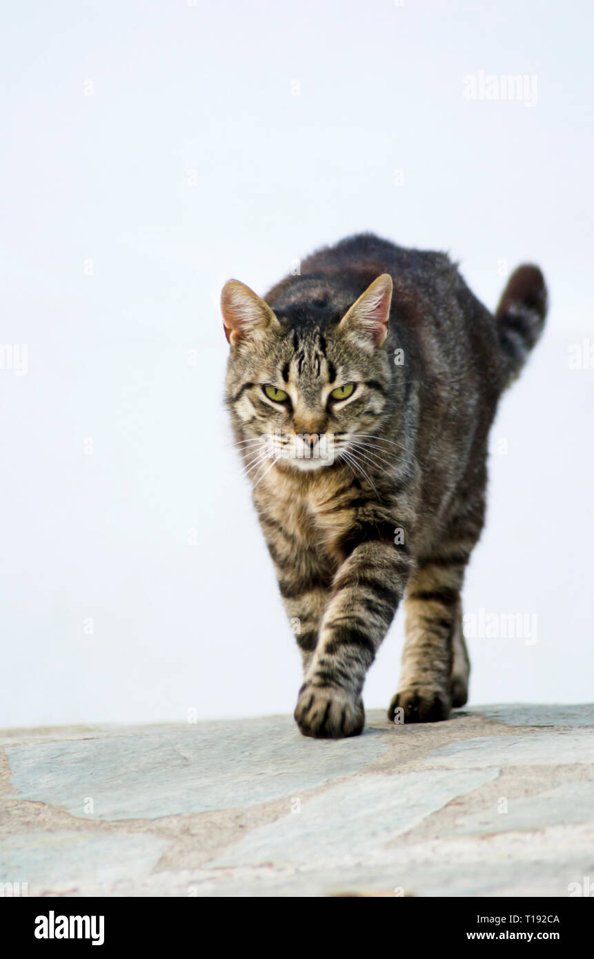 Tabby cat walking hi-res stock photography and images - Alamy