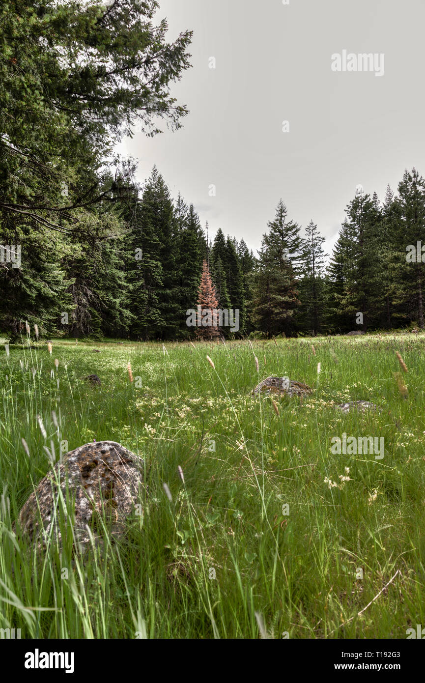Tall grass meadow and a large rock in the foreground with tall treeline ...