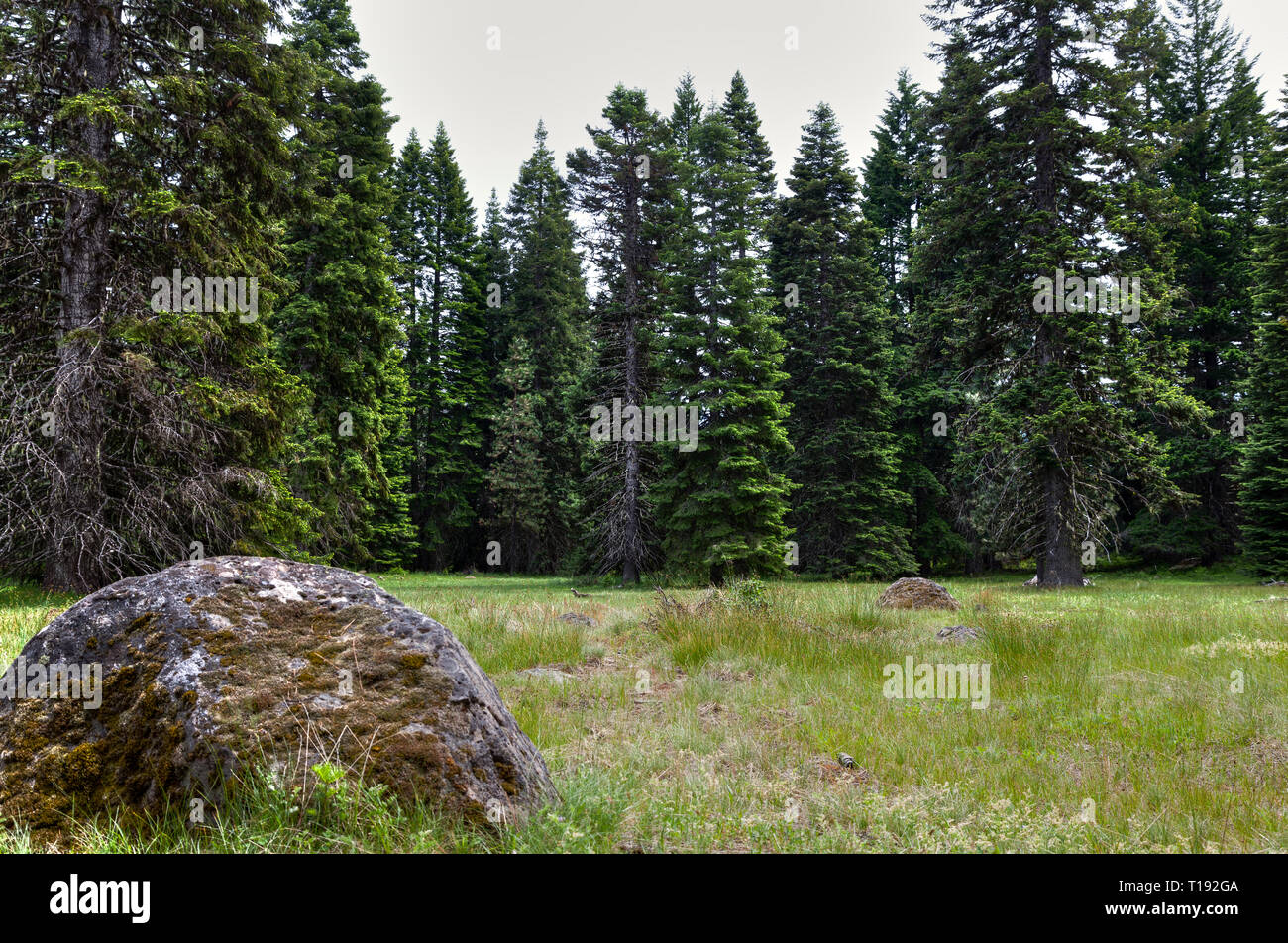 Breathtaking scenery tall pine trees hi-res stock photography and ...