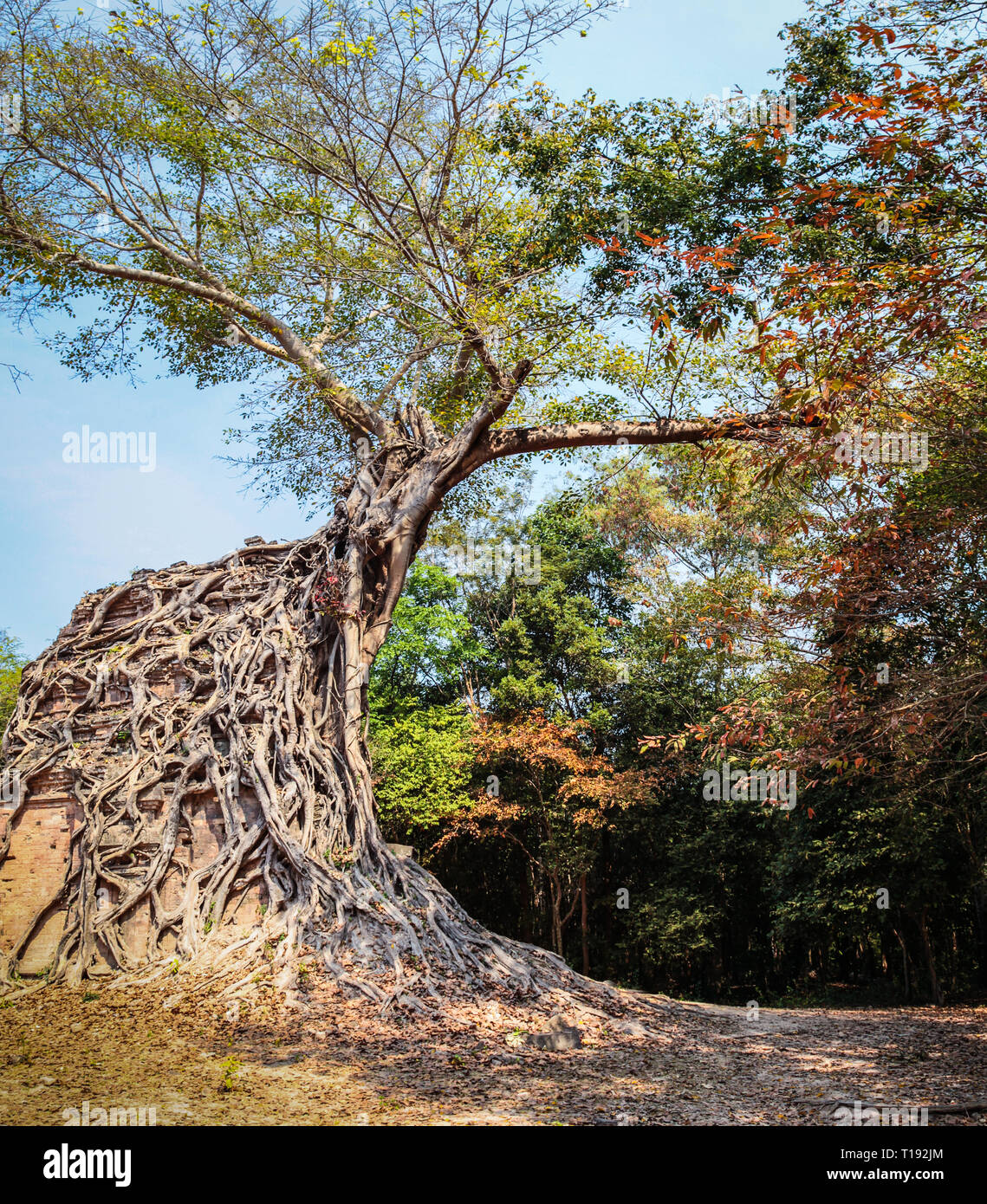 The roots of a tree cover the side of a temple in cambodia Stock Photo ...