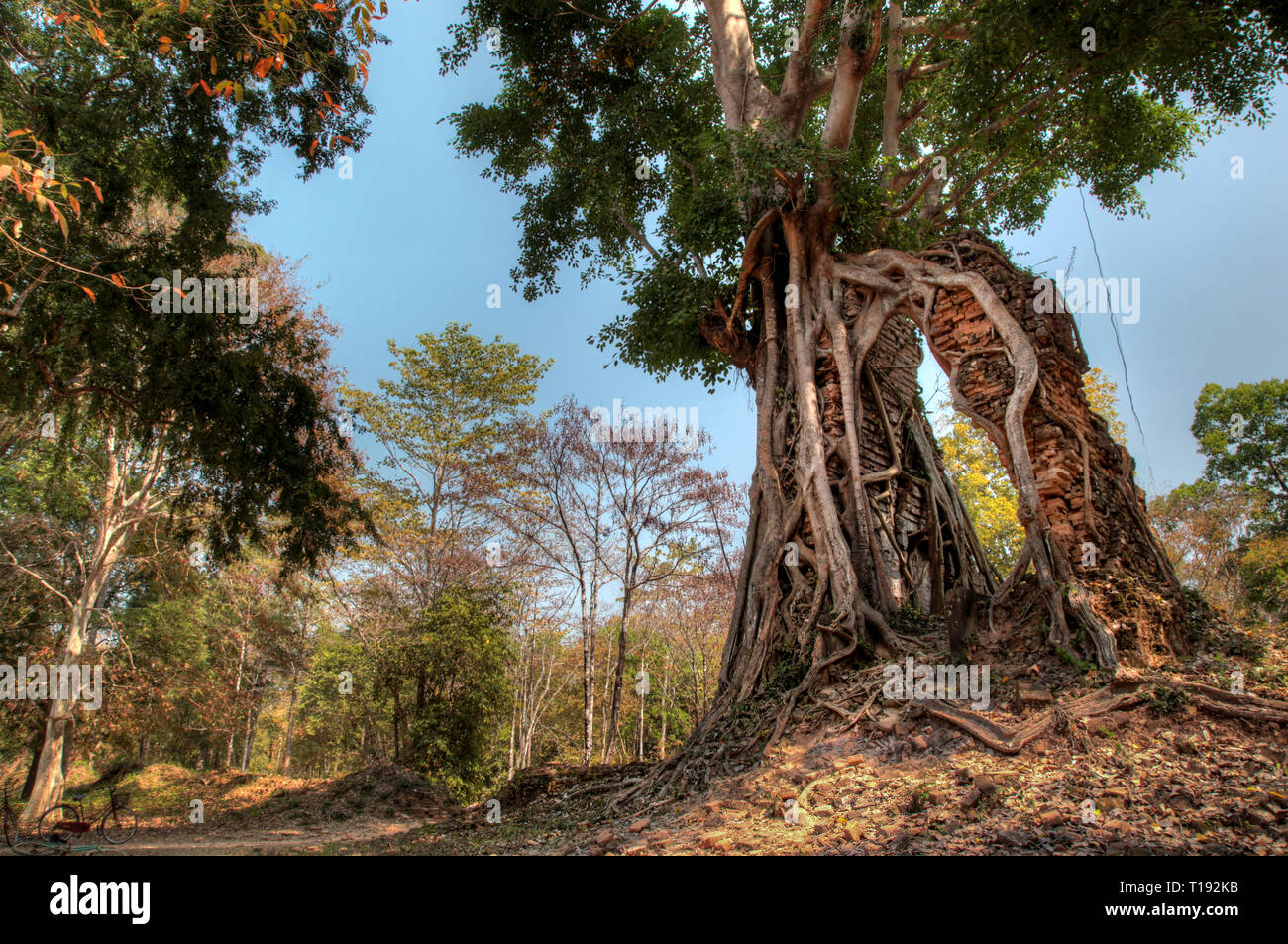 The roots of a tree hold up what remains of a temple in Cambodia on the ...