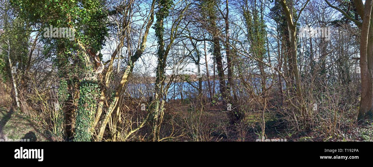 High resolution panorama of beautiful trees in a forest in northern ...