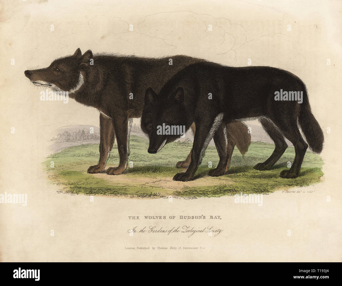 Wolves of Hudson Bay, Canis lupus, in the Gardens of the Zoological ...