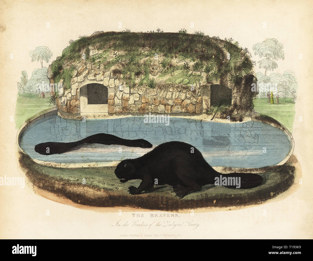 North American beaver, Castor canadensis. The beavers in the Gardens of ...