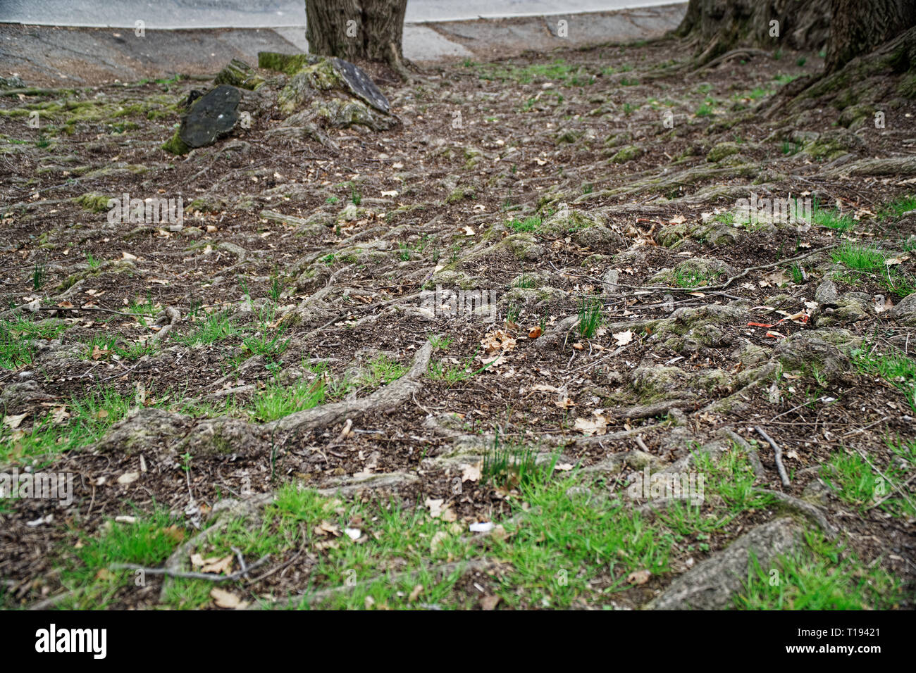Thick tree roots growing over the scenic walkway in enchanted forest ...