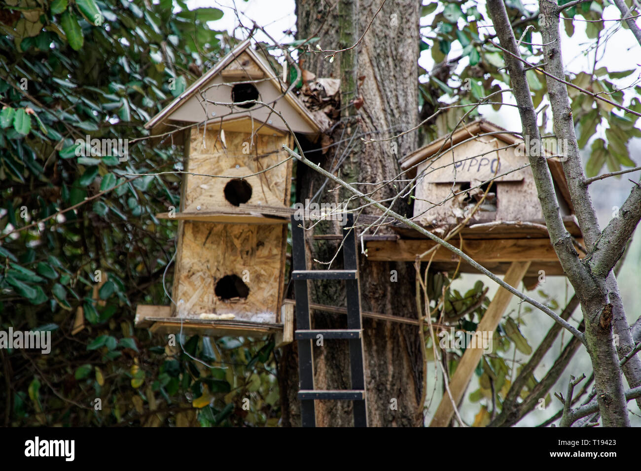 Bird house in the tree wooden bird box Stock Photo - Alamy