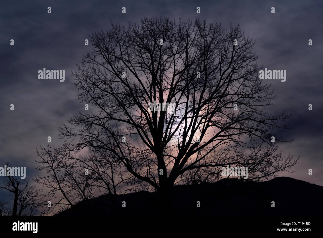 Tree backlit by moon light Stock Photo - Alamy