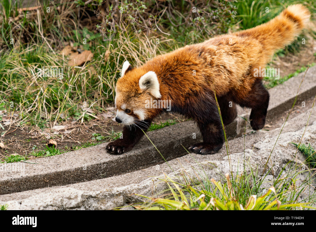 Nogeyama hi-res stock photography and images - Alamy