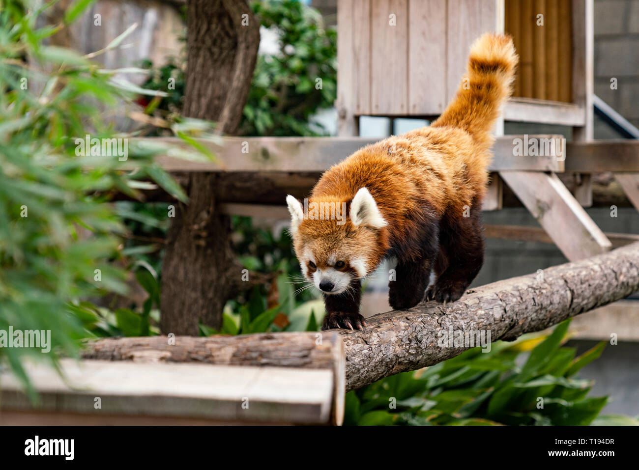 Nogeyama hi-res stock photography and images - Alamy