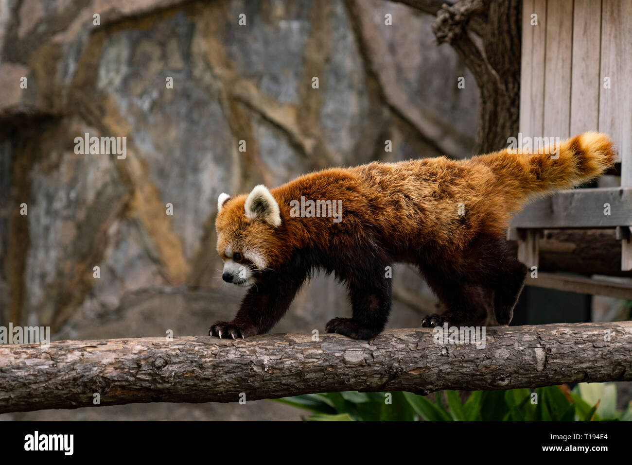 Japan Iucn Red List High Resolution Stock Photography and Images - Alamy