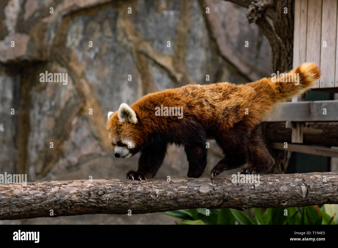 Nogeyama hi-res stock photography and images - Alamy