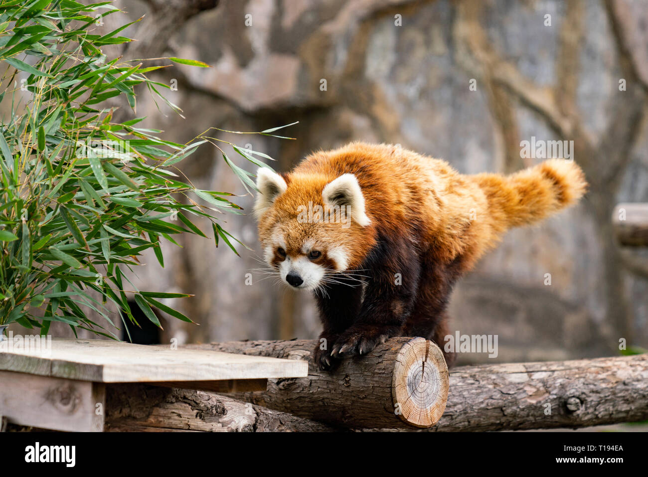Nogeyama hi-res stock photography and images - Alamy